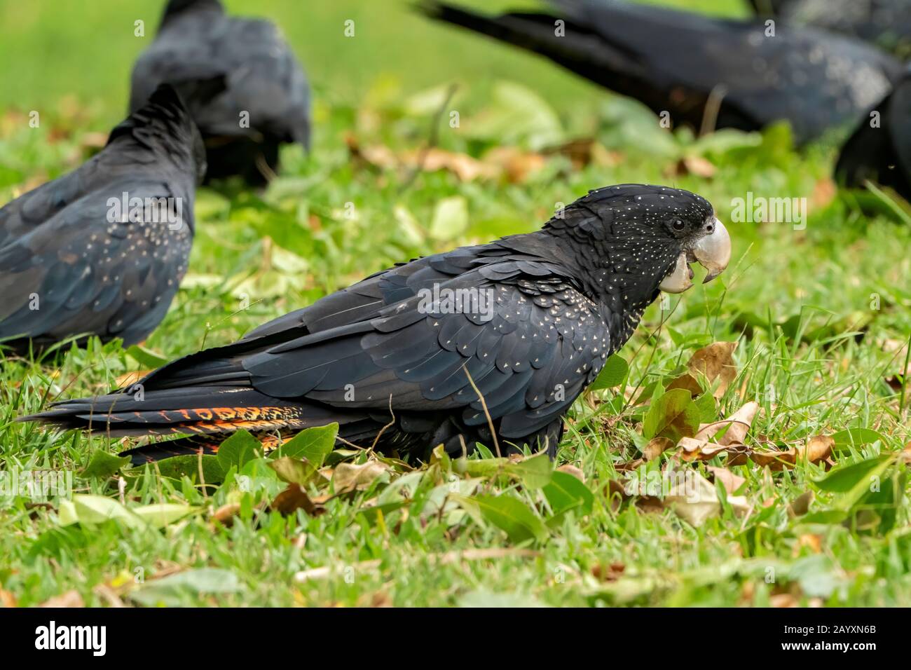 red-tailed black cockatoo, Calyptorhynchus banksii, birds feeding on ...