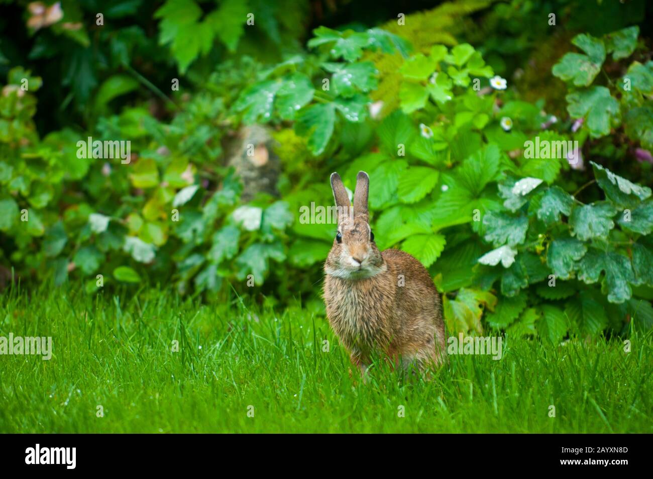 A young rabbit is sitting on a lawn of a residential garden in Bellevue ...