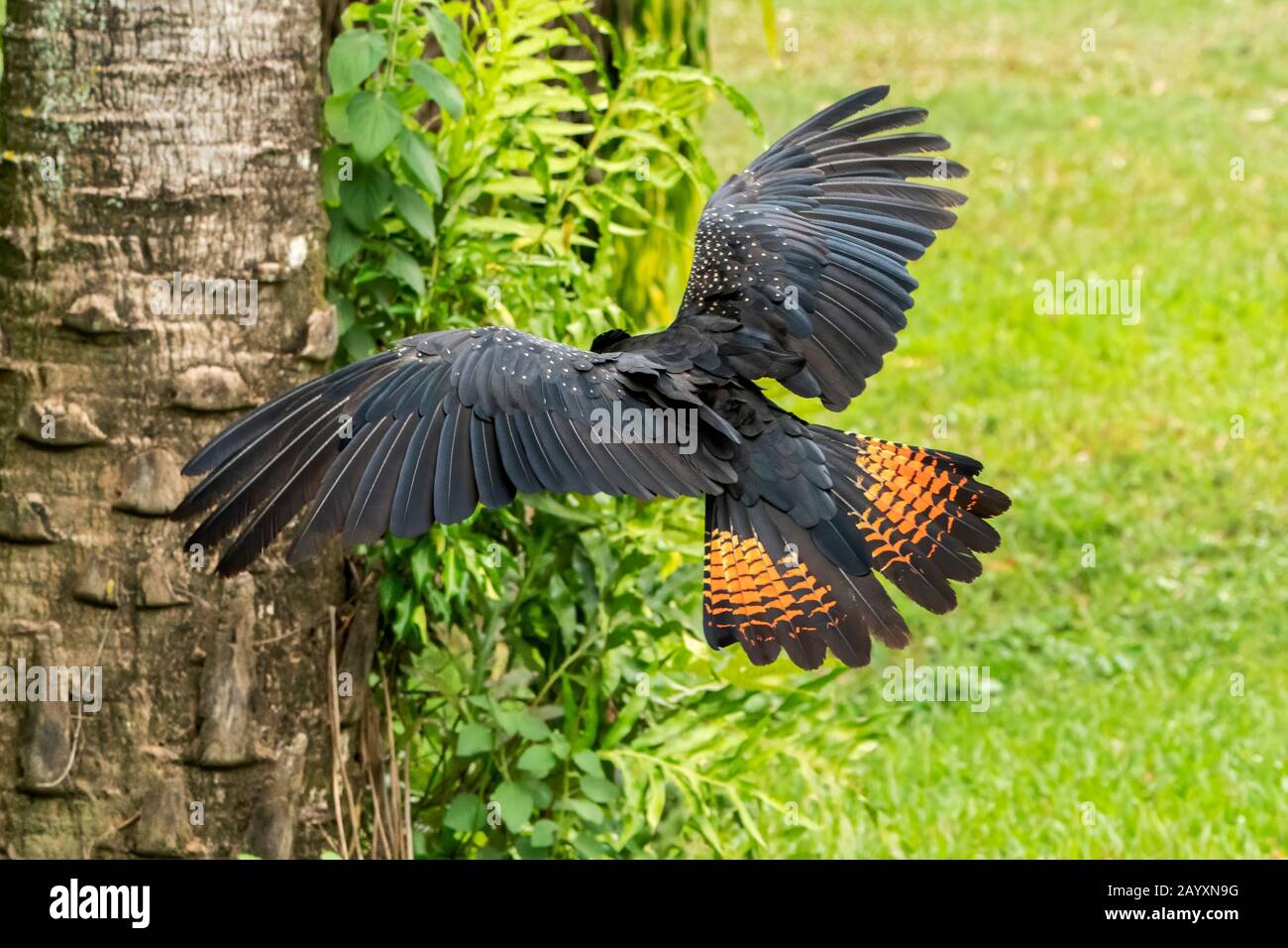 red-tailed black cockatoo, Calyptorhynchus banksii, bird landing ...