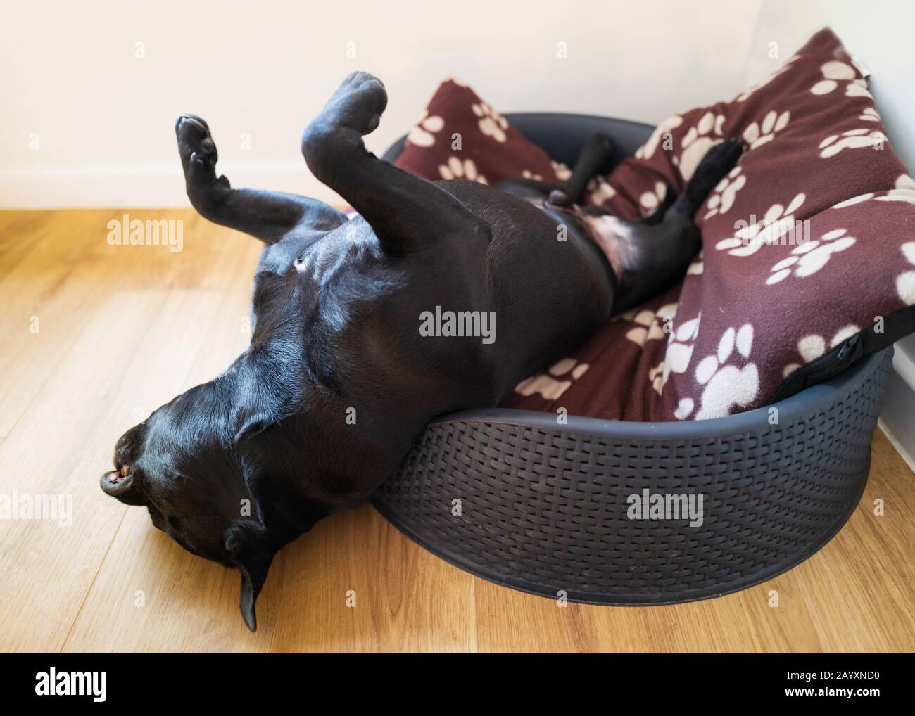 Pit bull in bed hi-res stock photography and images - Alamy