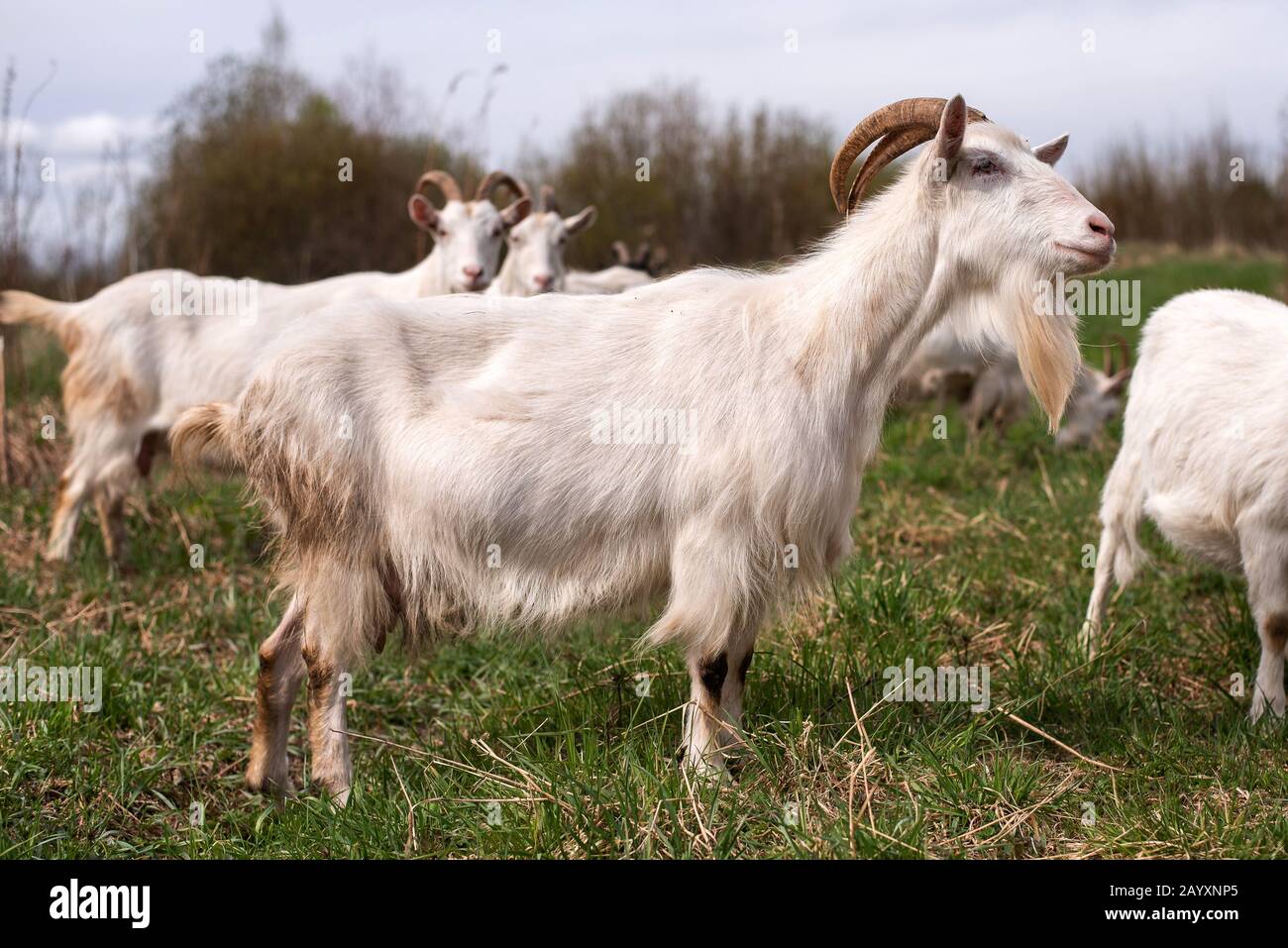 White goat in a field on a paddock Stock Photo - Alamy