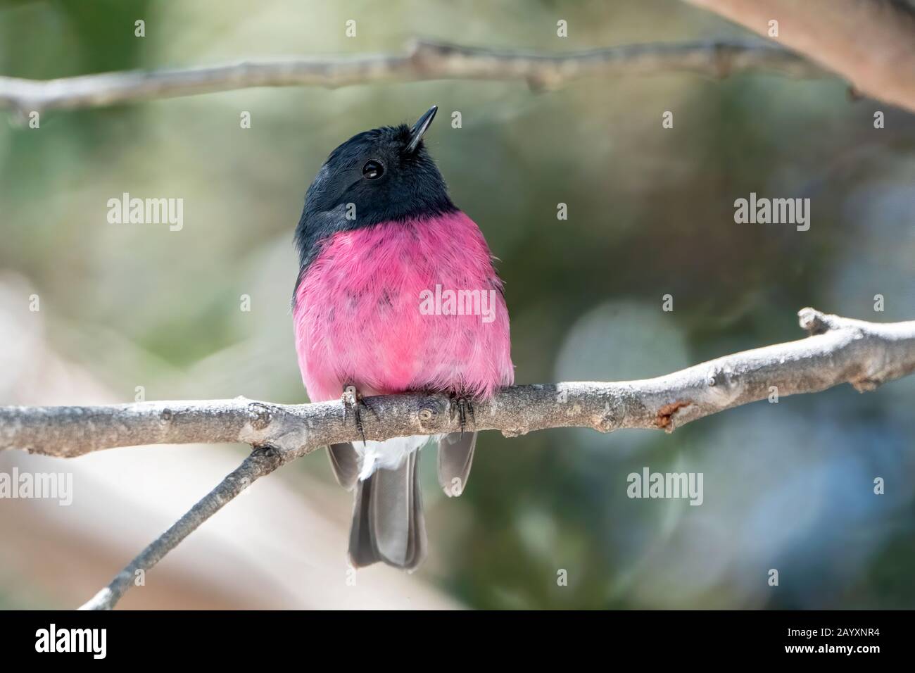 Pink Robin Australia High Resolution Stock Photography and Images - Alamy