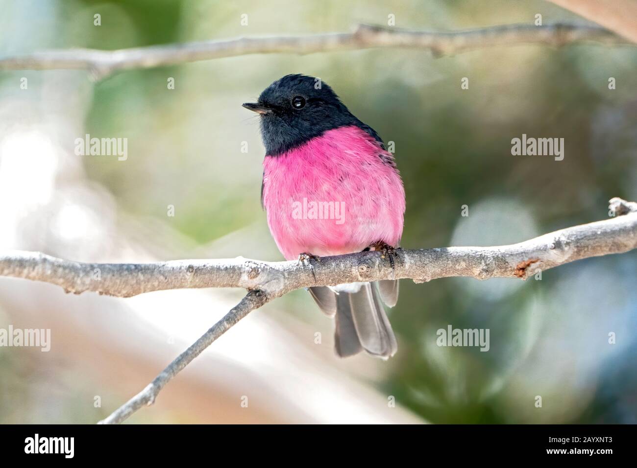 Pink robin australia hi-res stock photography and images - Alamy