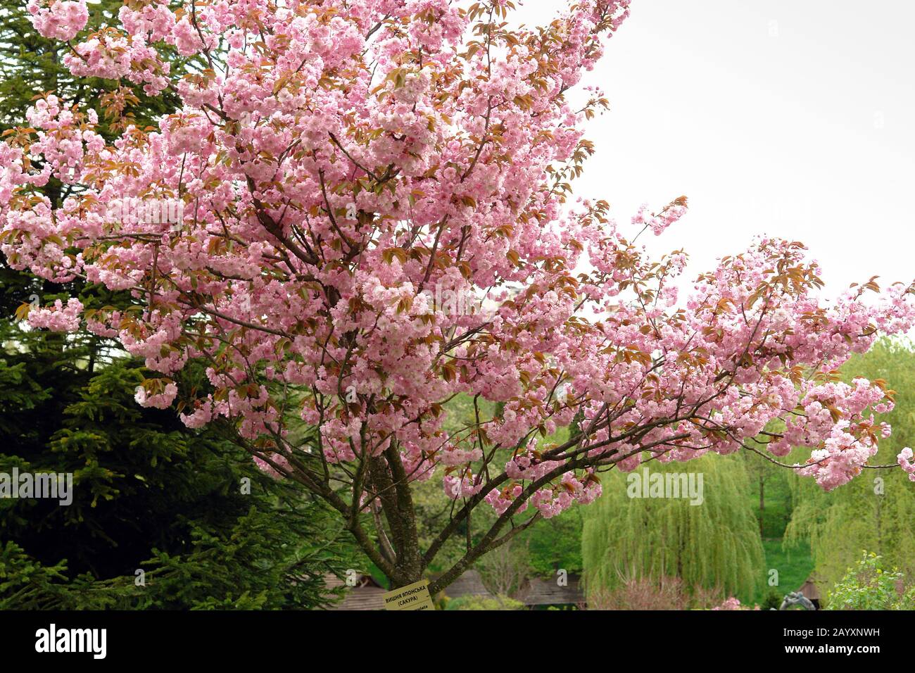 Green summer trees hi-res stock photography and images - Alamy