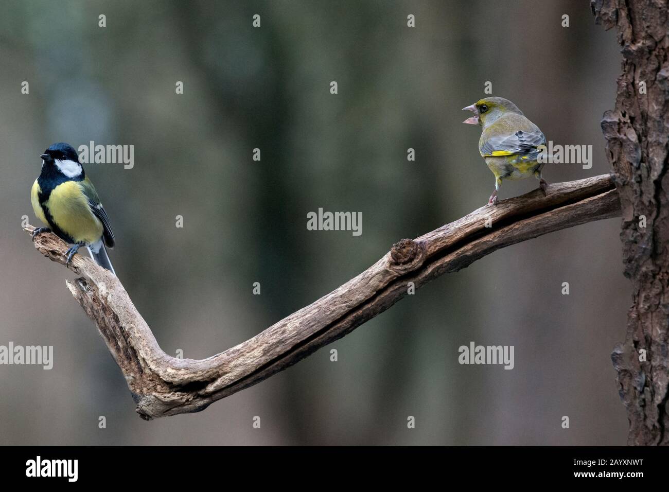 Great Tit (Parus major) and Greenfinch (Carduelis chloris). Bialowieza ...