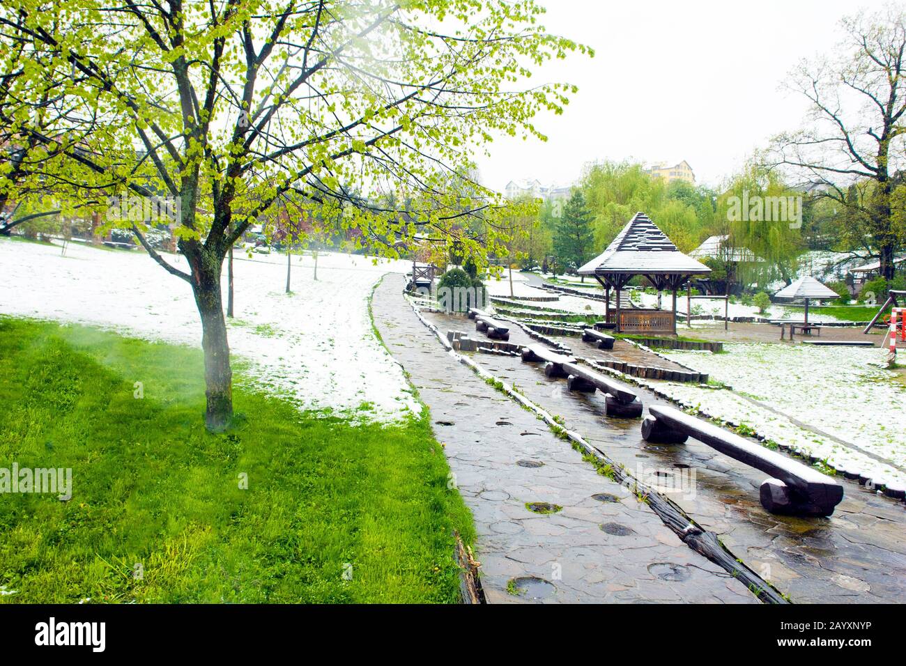 Spring snow flowering tree pink hi-res stock photography and images - Alamy