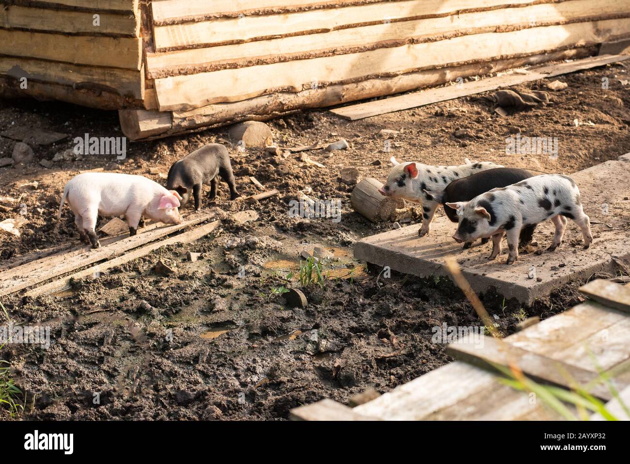 Little pigs of different colors on a home farm Stock Photo - Alamy