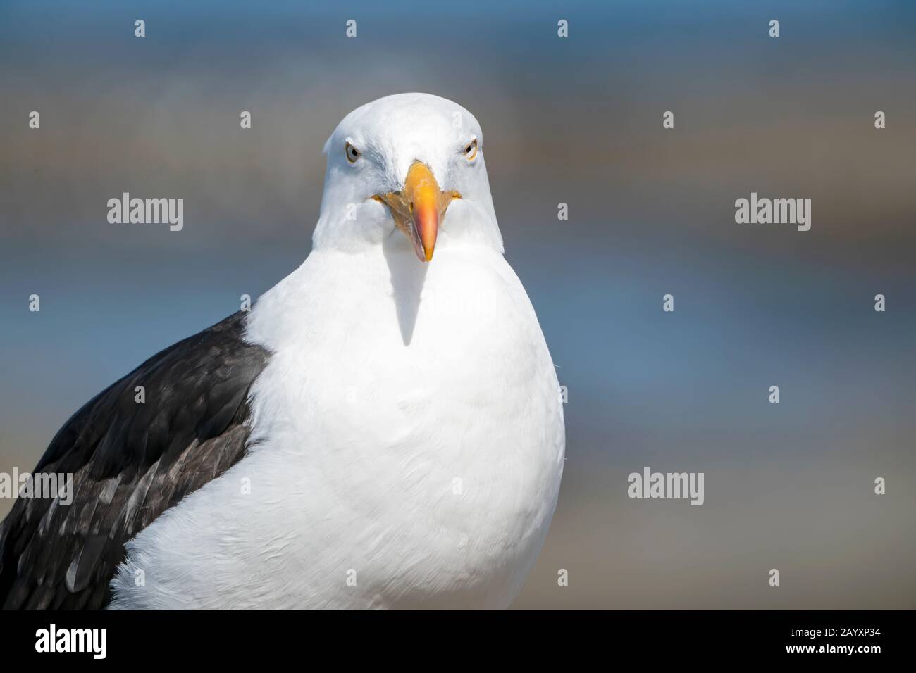 Pacific gull, Larus pacificus, close up of head of adult bird ...