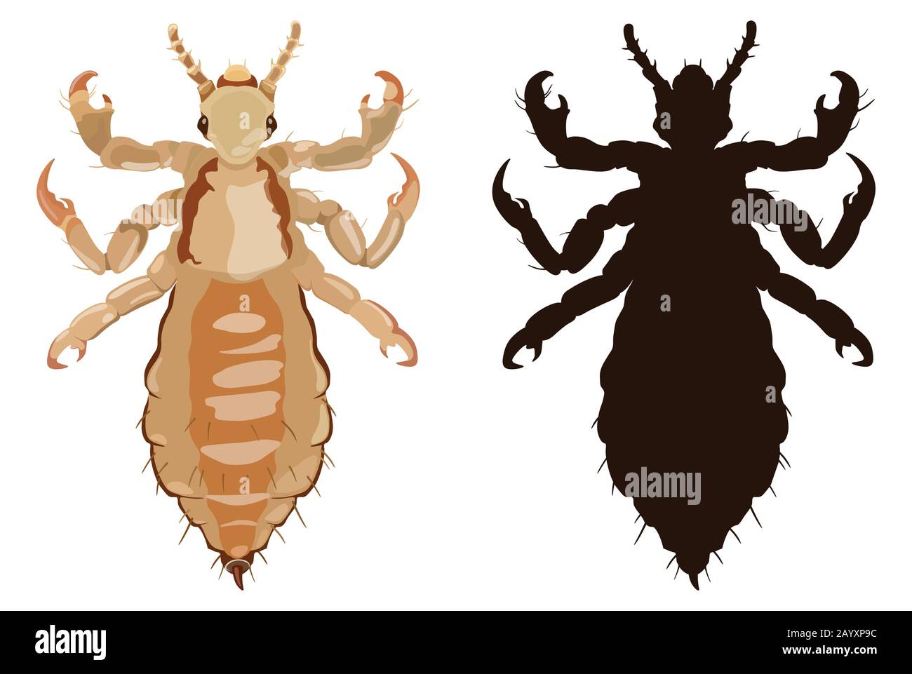 Louse colored and black silhouette in flat style. Vector illustration ...