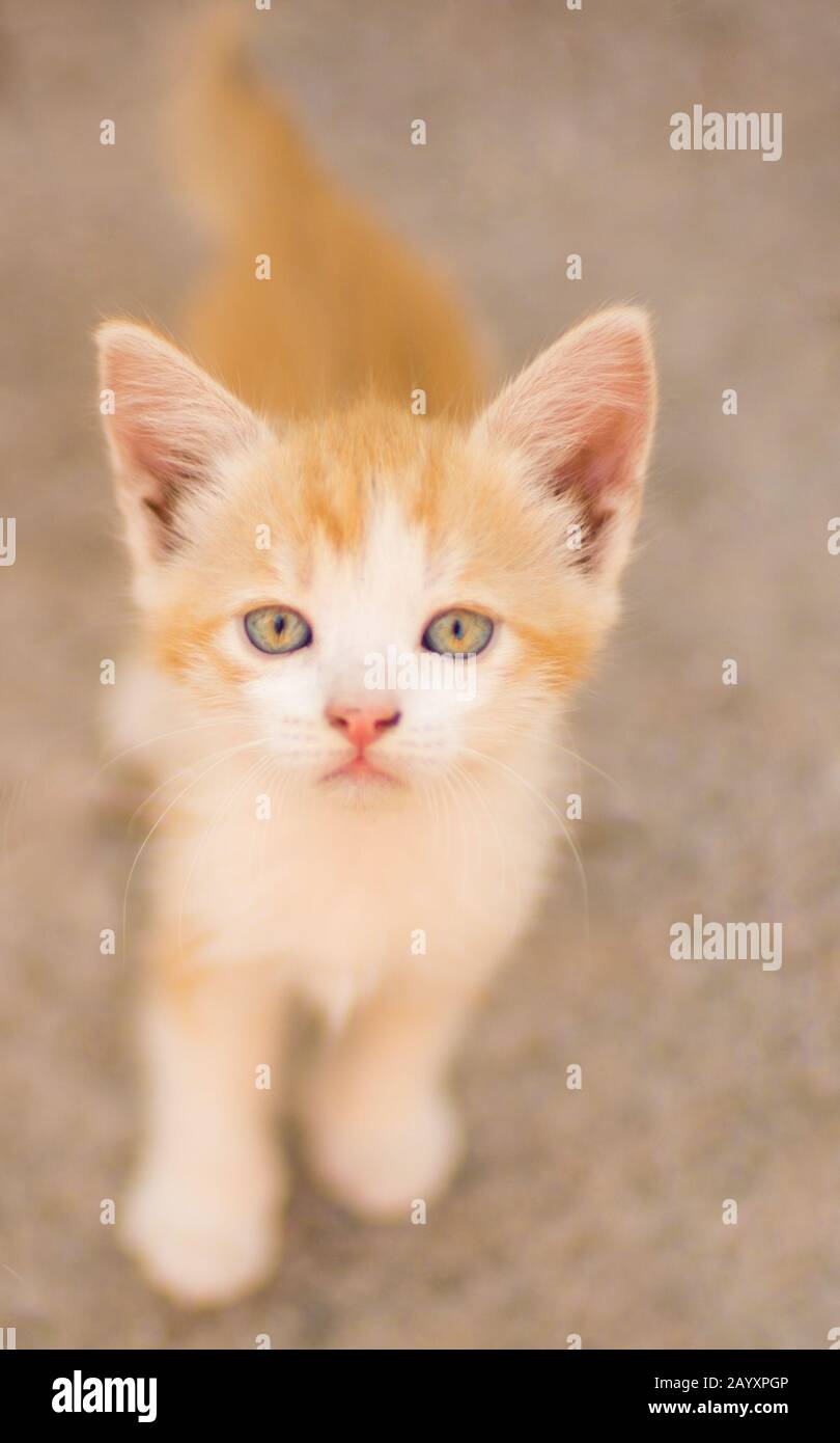 Ginger kitten portrait. Cute domestic animals. Lovely cat Stock Photo ...