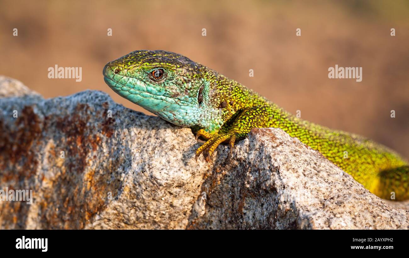 Male lizard mating season hi-res stock photography and images - Alamy