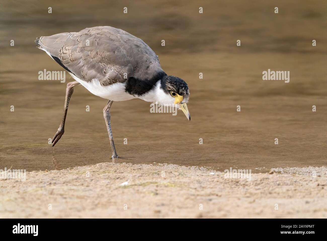 Queensland masked lapwings vanellus miles hi-res stock photography and ...
