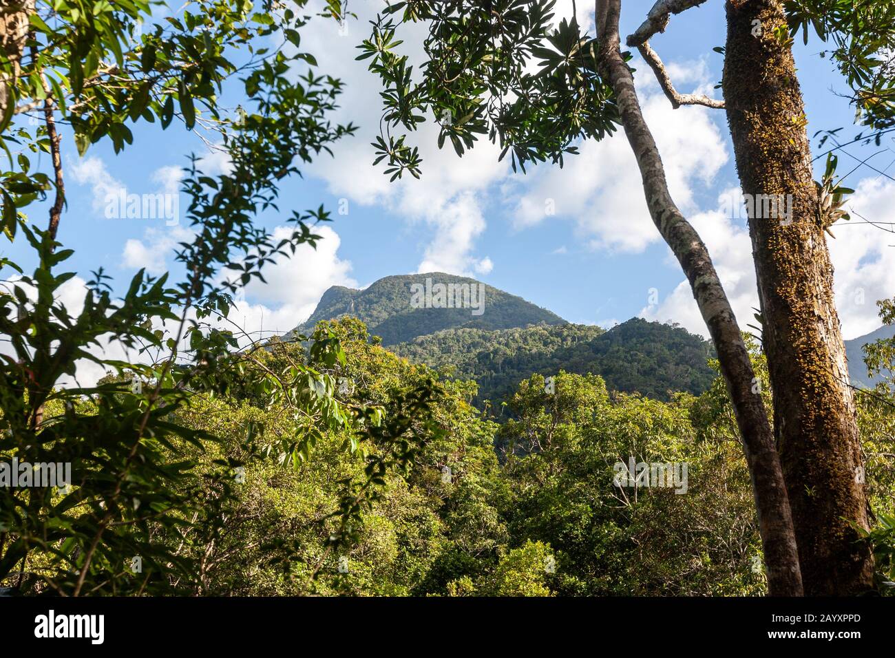 Mount Lewis National Park from Forest in Mossman Gorge, Queensland ...