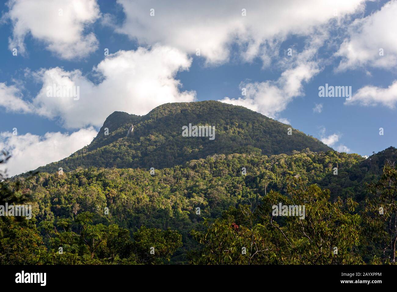Mount Lewis National Park from Forest in Mossman Gorge, Queensland ...