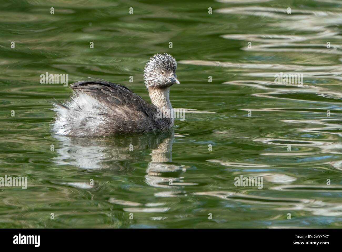 Hoary headed grebes hi-res stock photography and images - Alamy