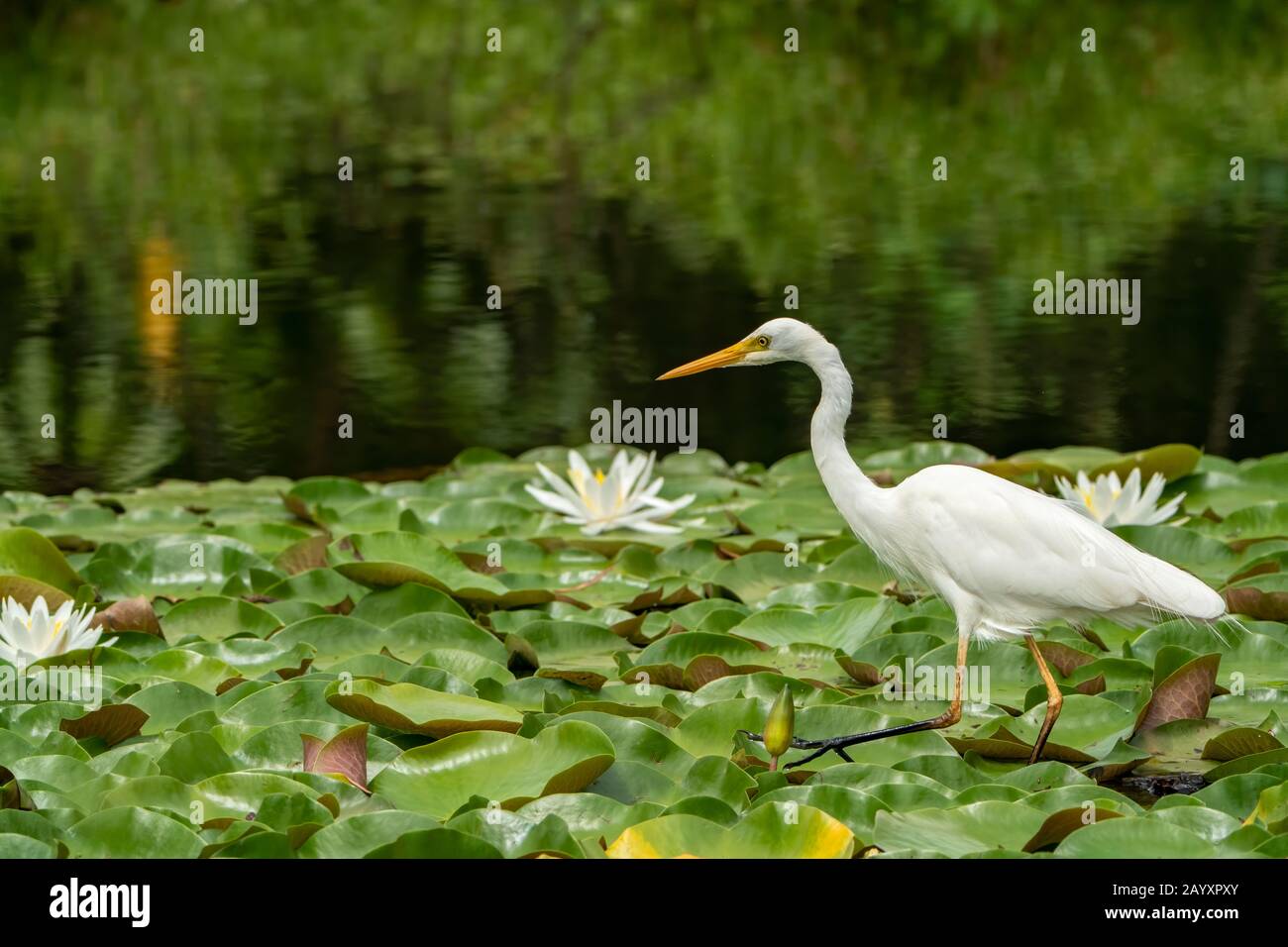 intermediate egret, Ardea intermedia, fishing while standing on ...