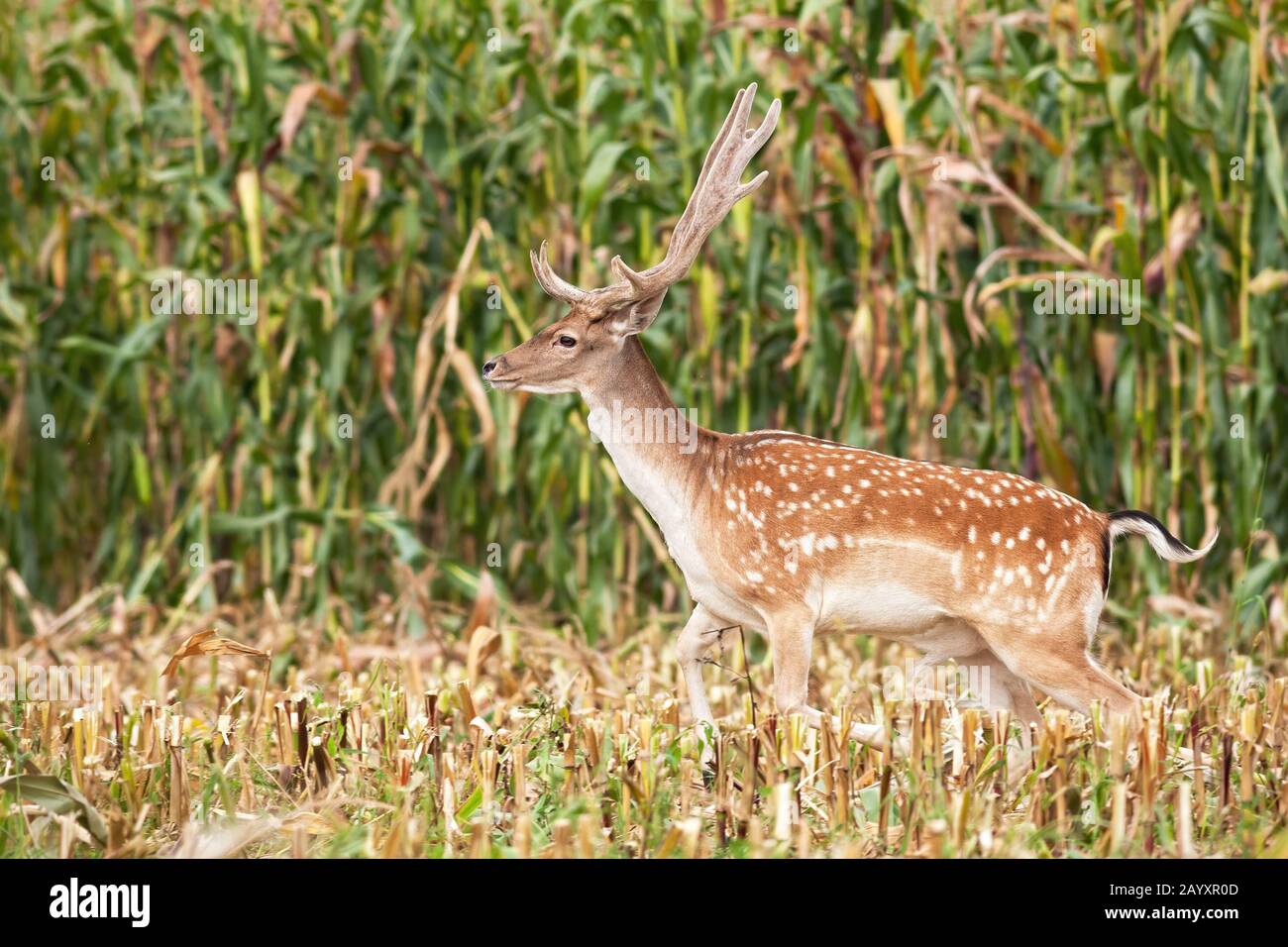 Fallow deer buck with growing antlers jumping through stubble corn ...