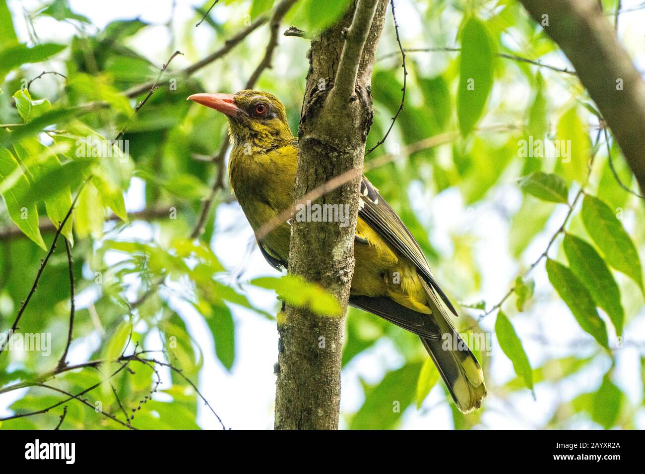 green oriole, (Oriolus flavocinctus), adult perched in tree in ...