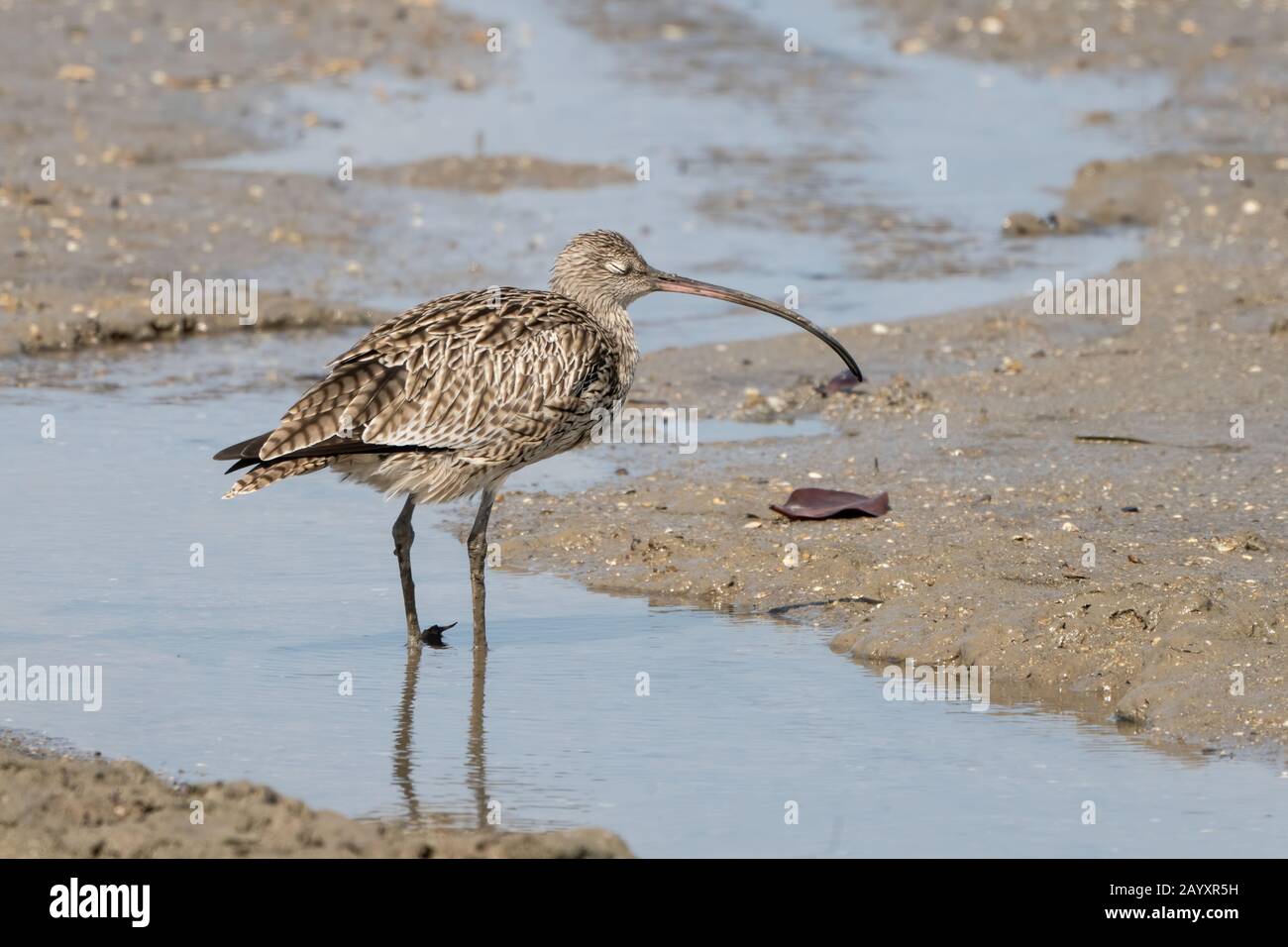 far eastern curlew, (Numenius madagascariensis), Cairns, Queensland ...