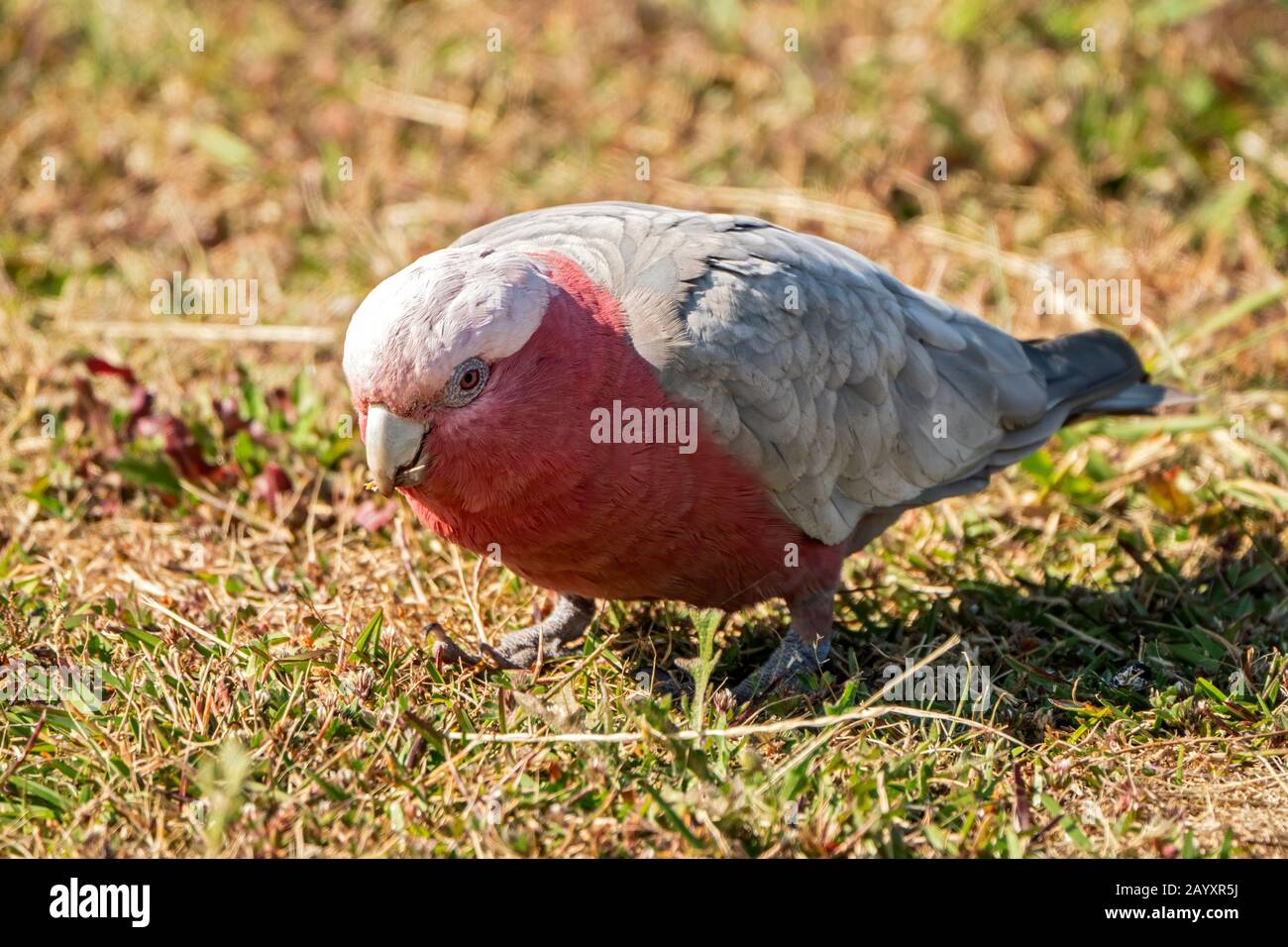 Flying galah galahs hi-res stock photography and images - Alamy