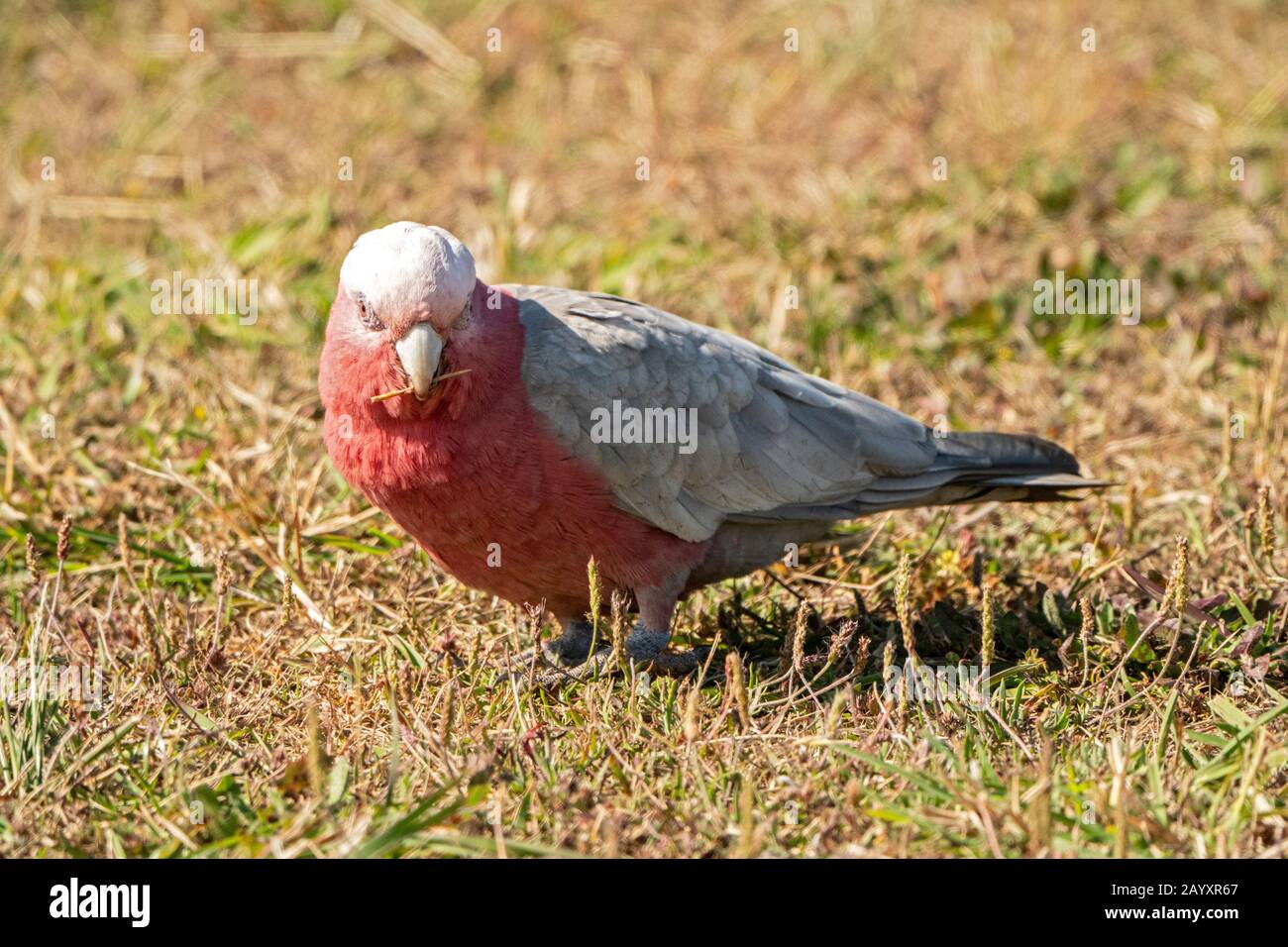 Flying galah galahs hi-res stock photography and images - Alamy