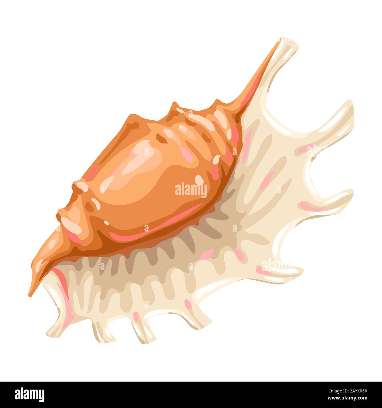 Illustration of seashell. Tropical underwater mollusk shell Stock ...