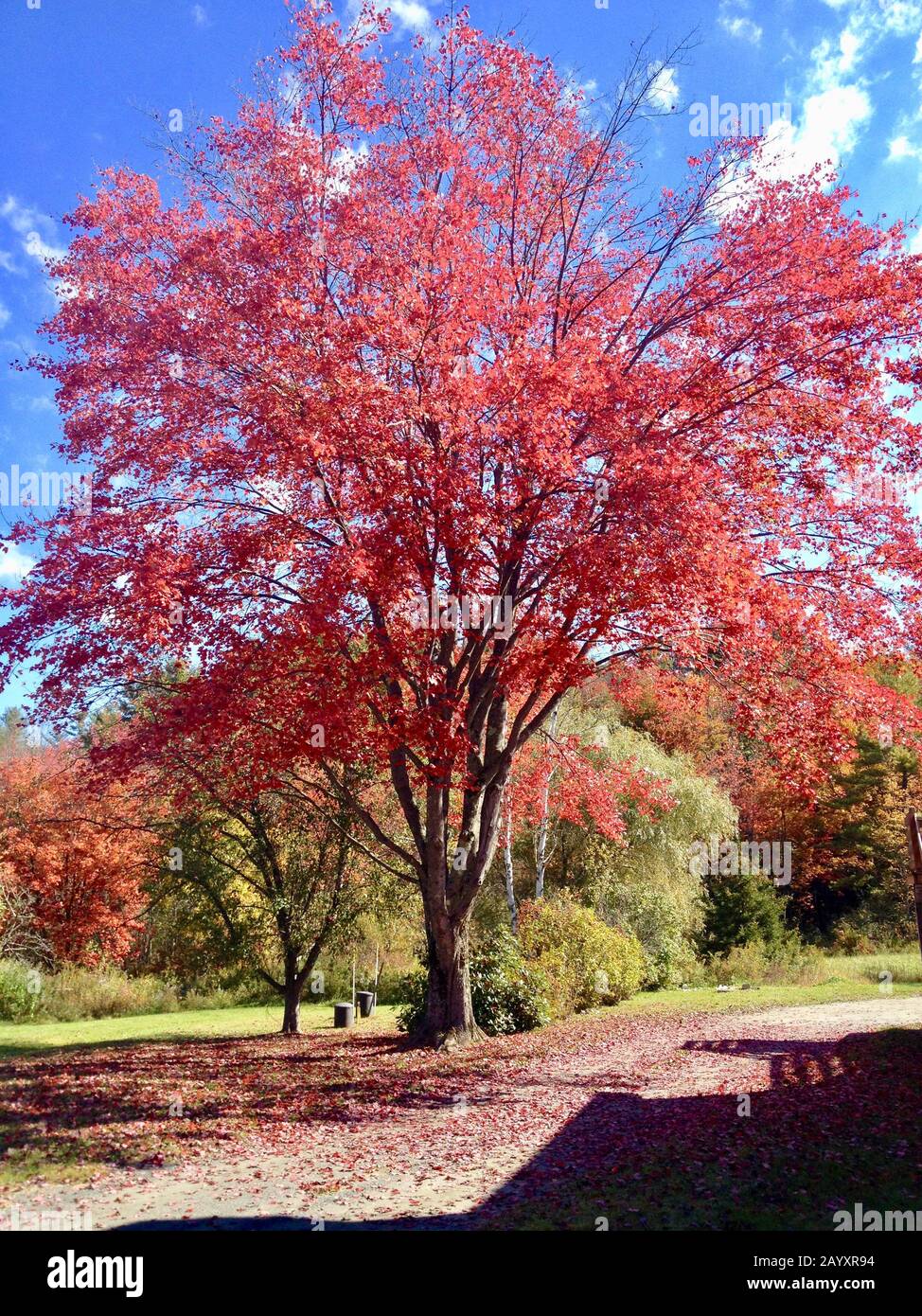 Lovely maple tree hi-res stock photography and images - Alamy