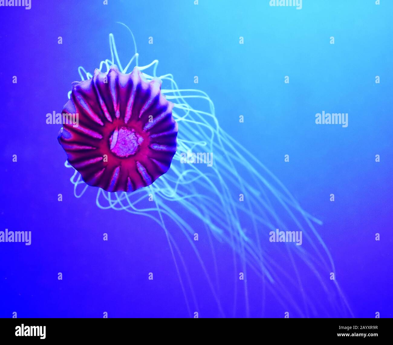 Japanese sea nettle Chrysaora pacifica is a jellyfish in the family ...