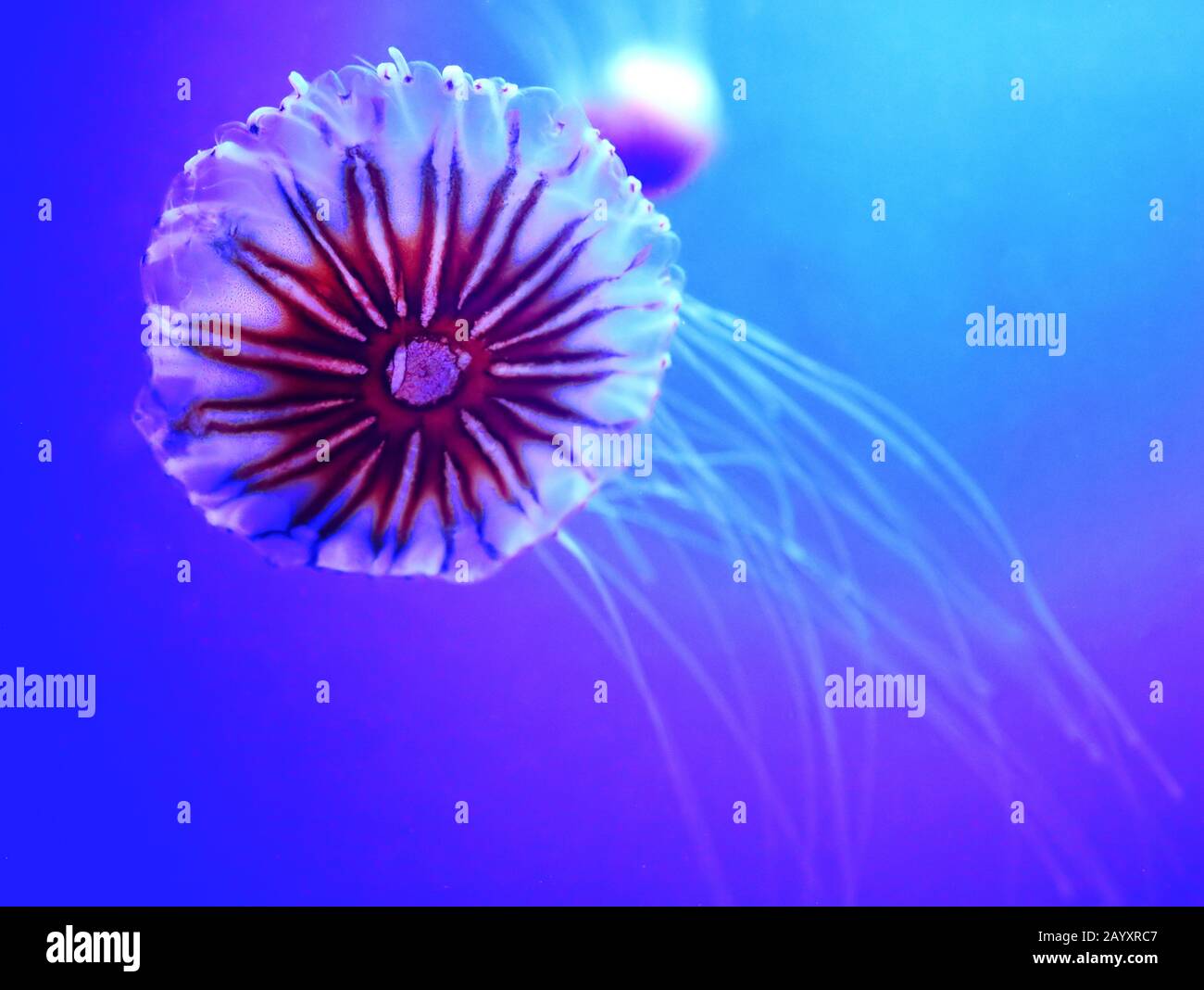 Japanese sea nettle Chrysaora pacifica is a jellyfish in the family ...