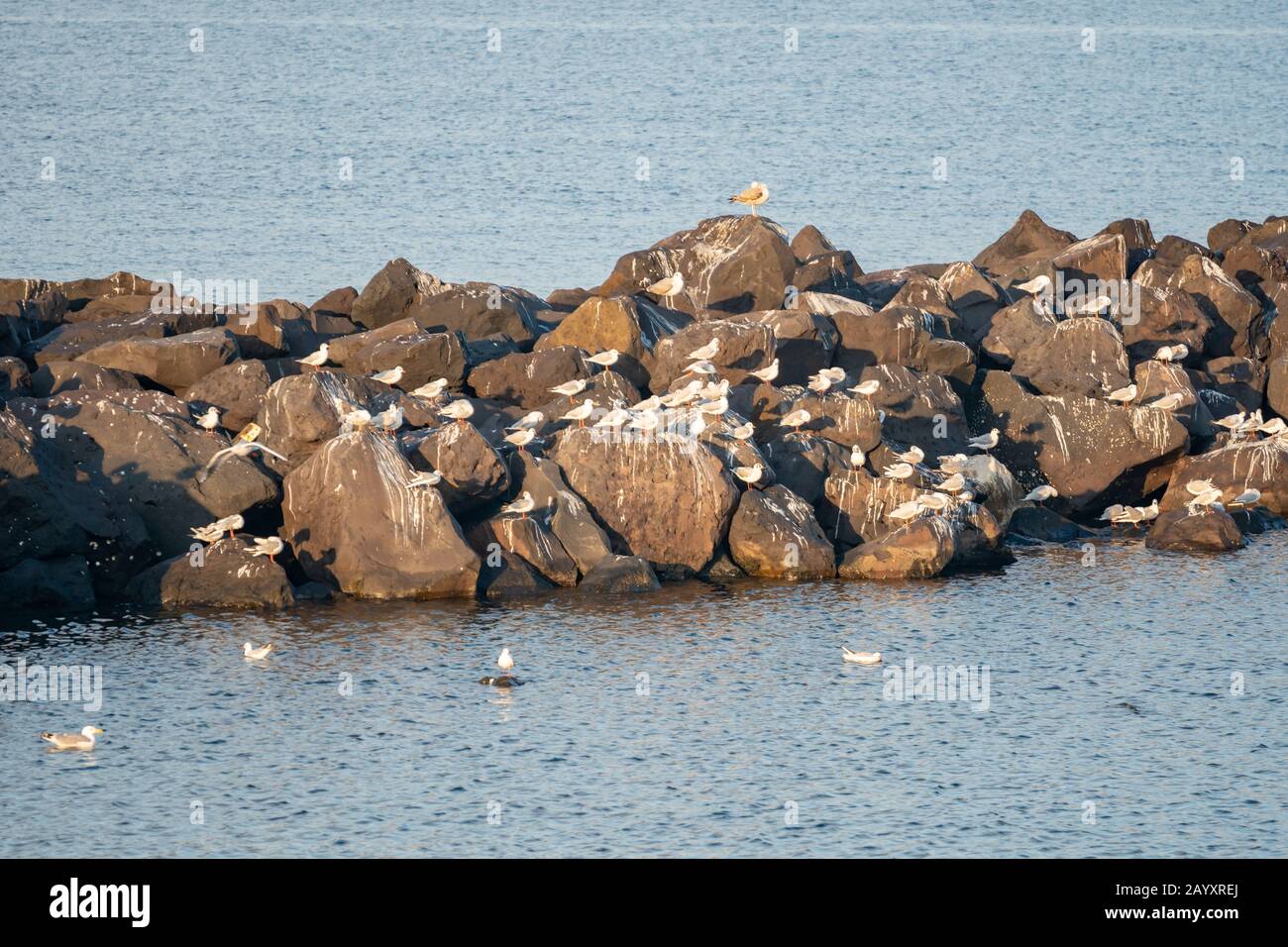 Many seagulls sitting on the stone rocks in the sea Stock Photo - Alamy