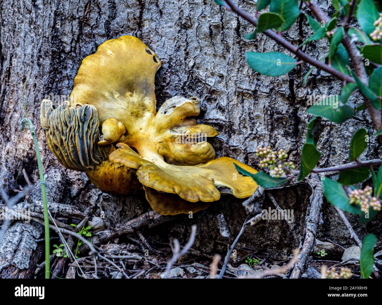 mushroom fungus growing on rotting tree Stock Photo - Alamy