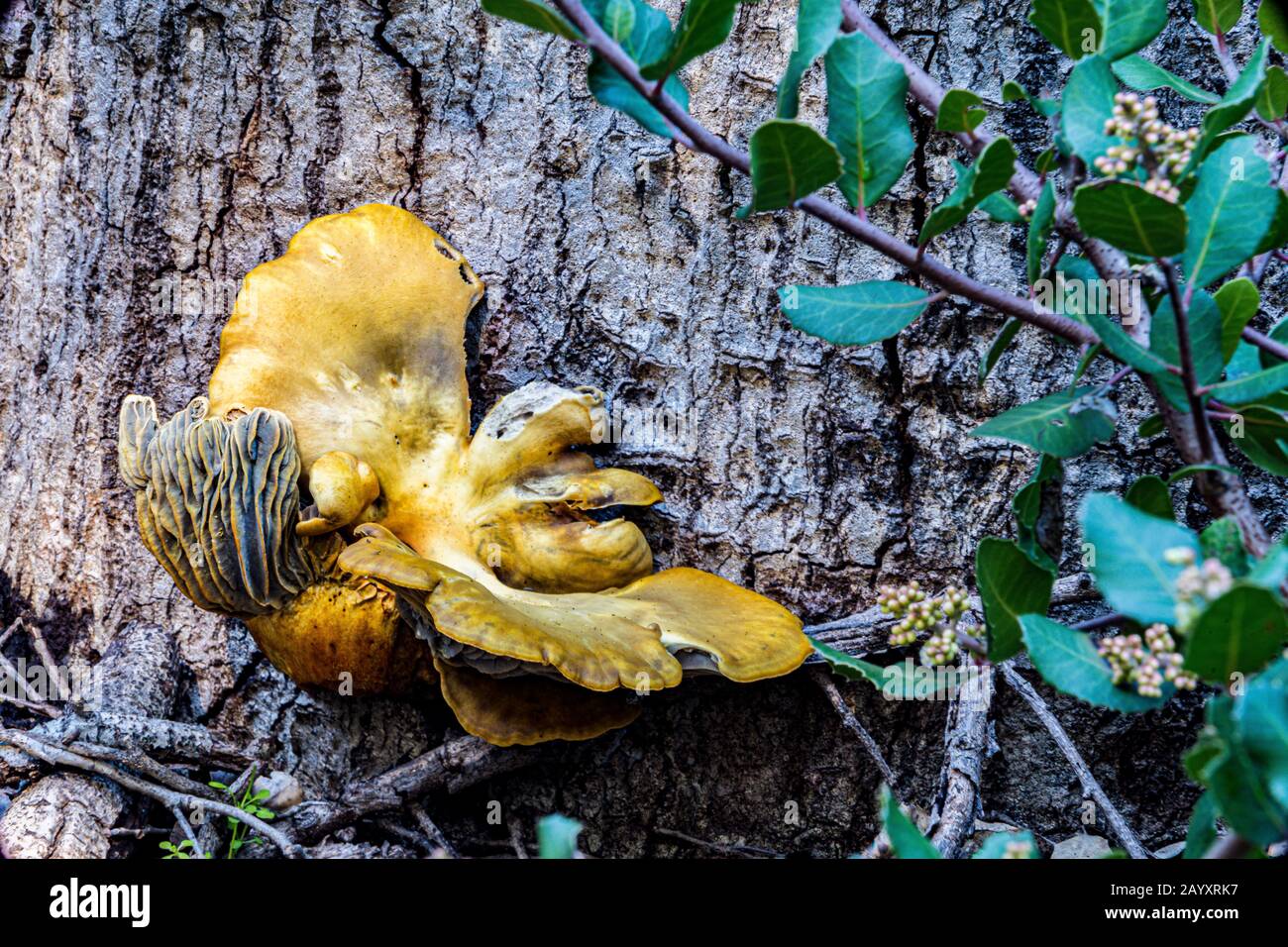 mushroom fungus growing on rotting tree Stock Photo - Alamy