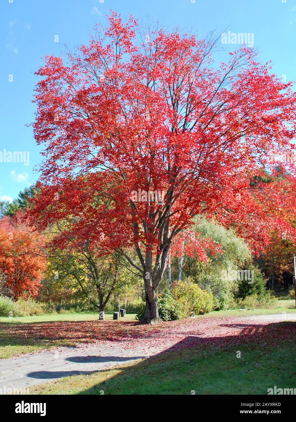 Awesome colorful scene hi-res stock photography and images - Alamy