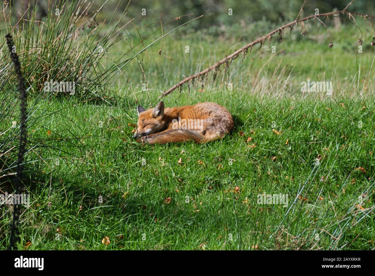 Dunkery and horner wood hi-res stock photography and images - Alamy