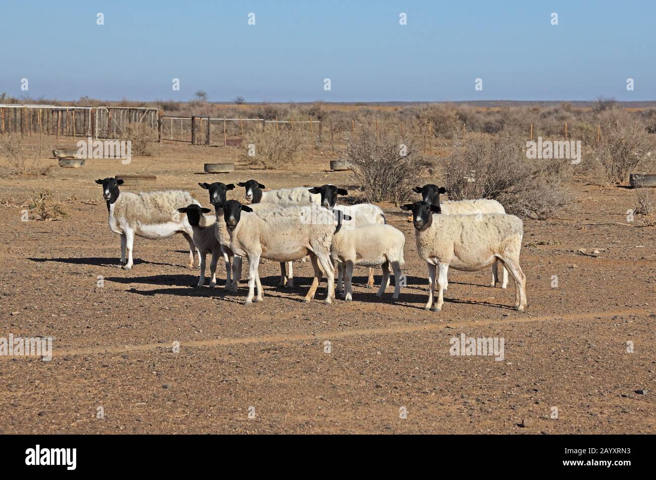 Dorper sheep, small group in arid field Karoo, South Africa November ...