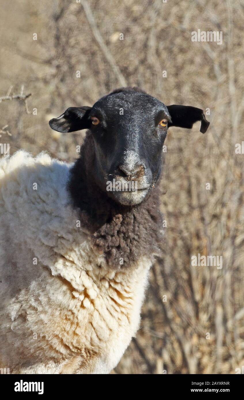 Dorper hi-res stock photography and images - Alamy