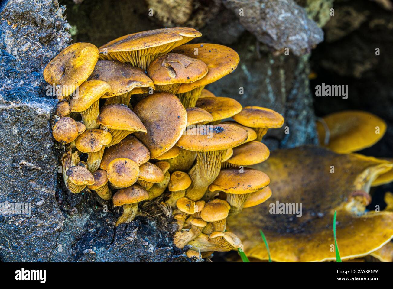mushroom fungus growing on rotting tree Stock Photo - Alamy
