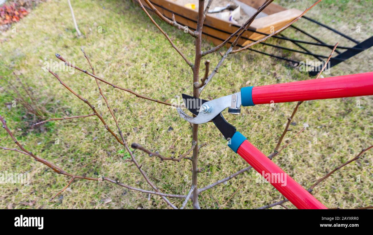 Pruning young apple tree hi-res stock photography and images - Alamy