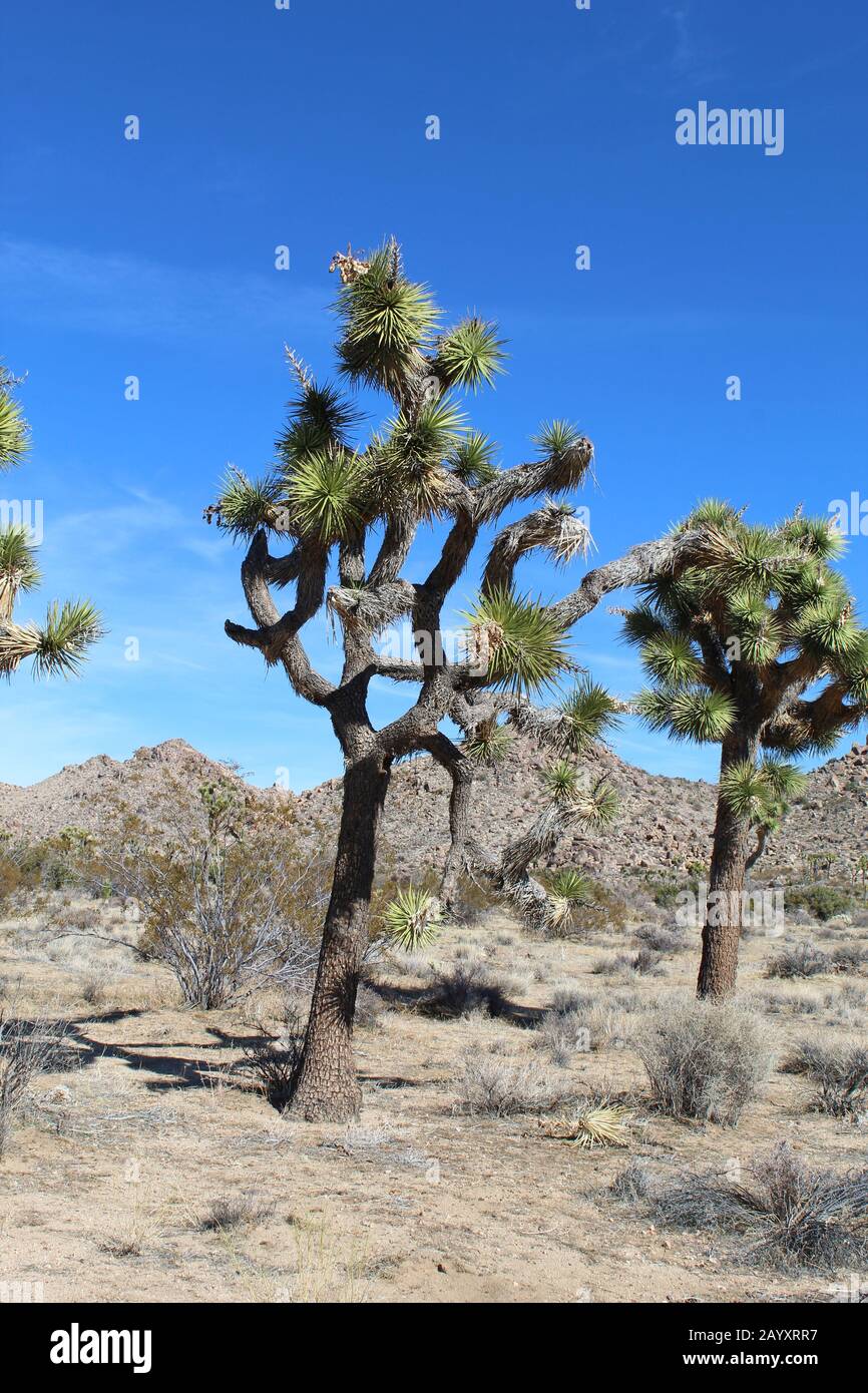 Joshua Tree Woodland is a type of native Plant Community hosting Yucca ...