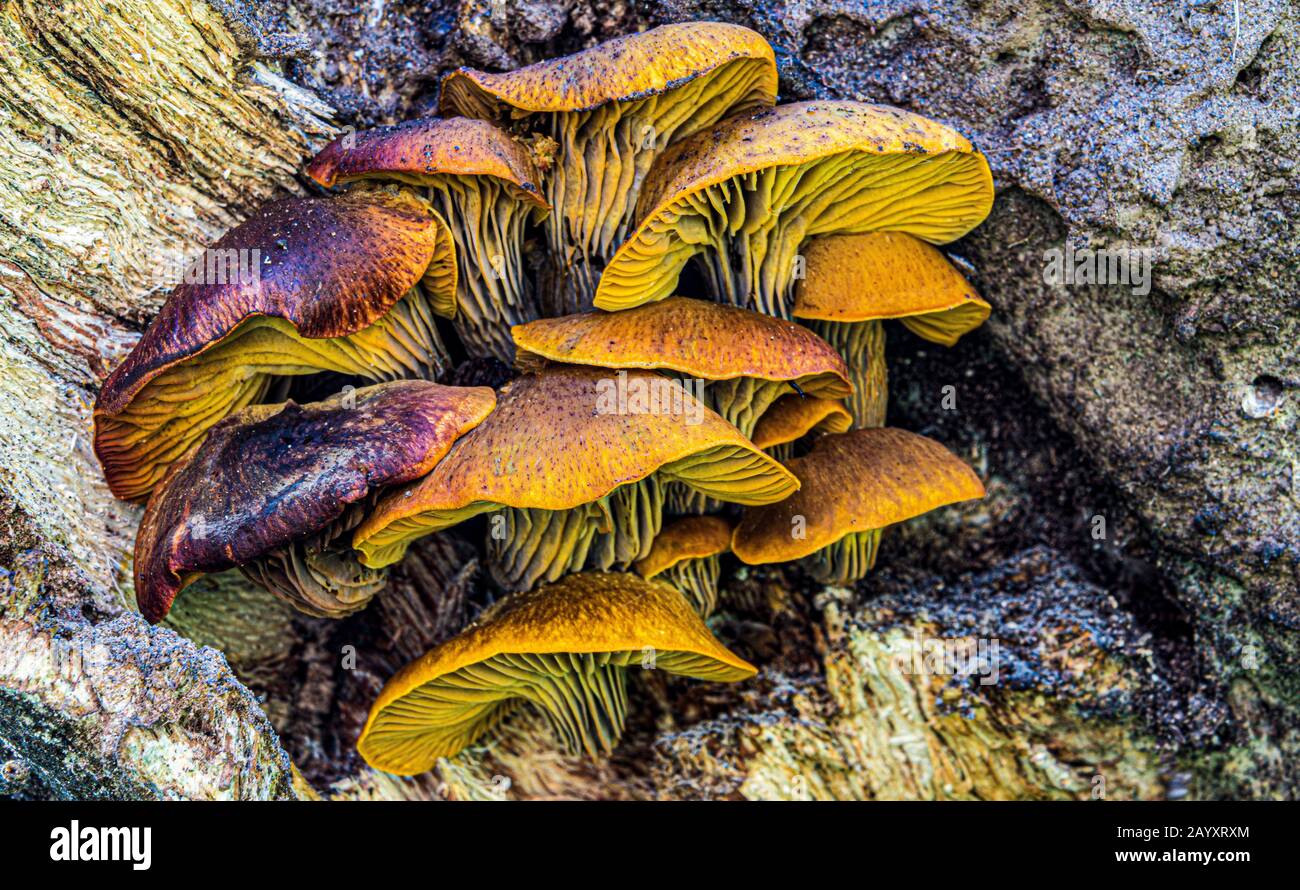 mushroom fungus growing on rotting tree Stock Photo - Alamy