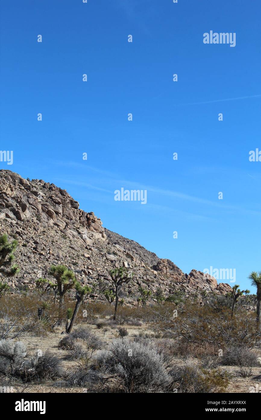 Joshua Tree Woodland is a type of native Plant Community hosting Yucca ...