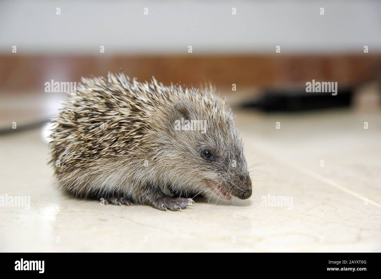 Small hedgehog with brown and white spikes Stock Photo - Alamy