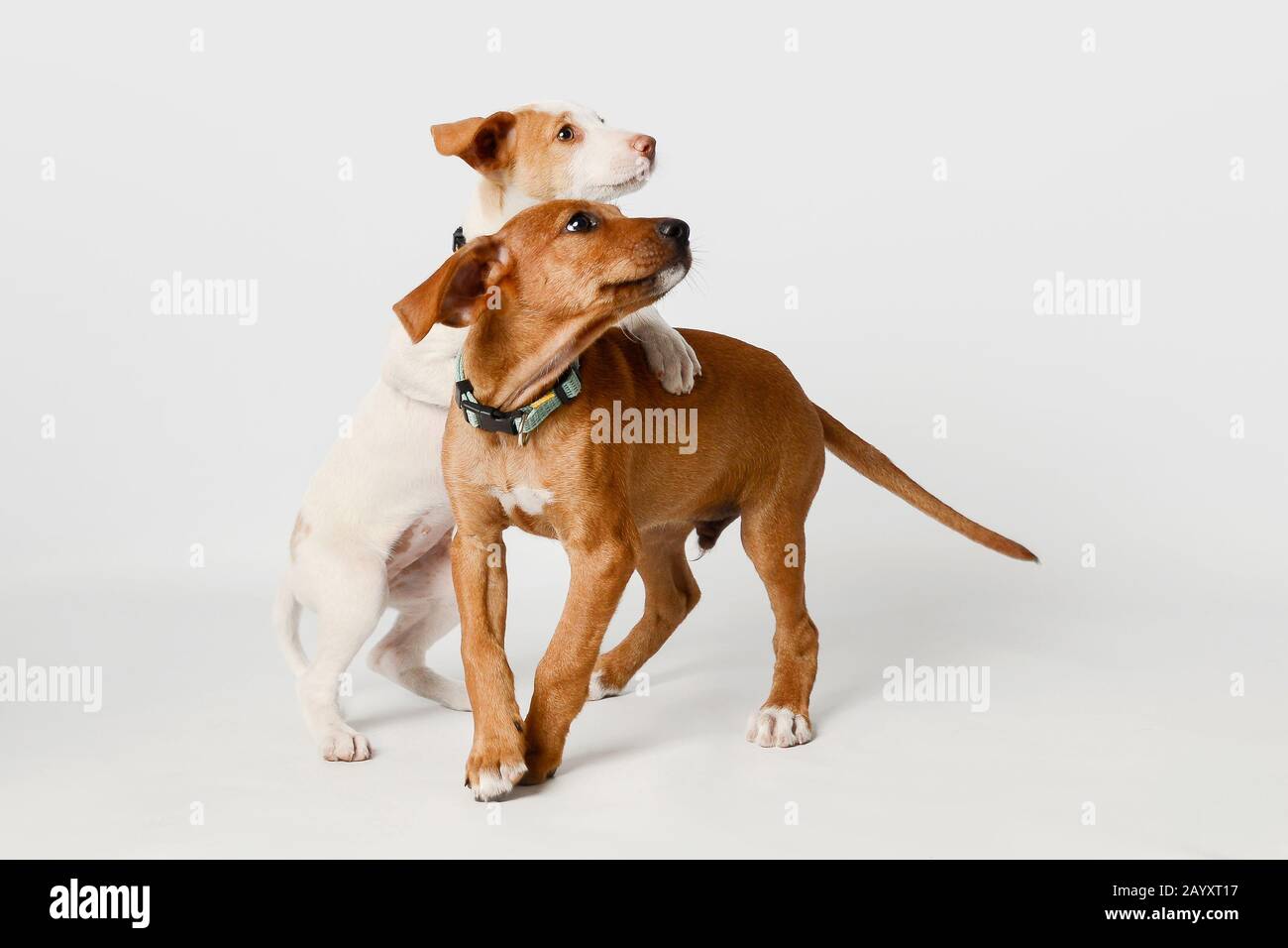 Two dog puppies playing on white background Stock Photo - Alamy