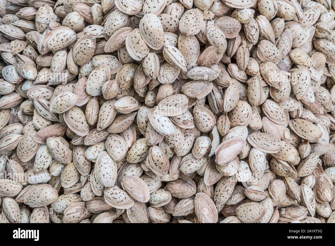 Agricultural Shells High Resolution Stock Photography and Images - Alamy