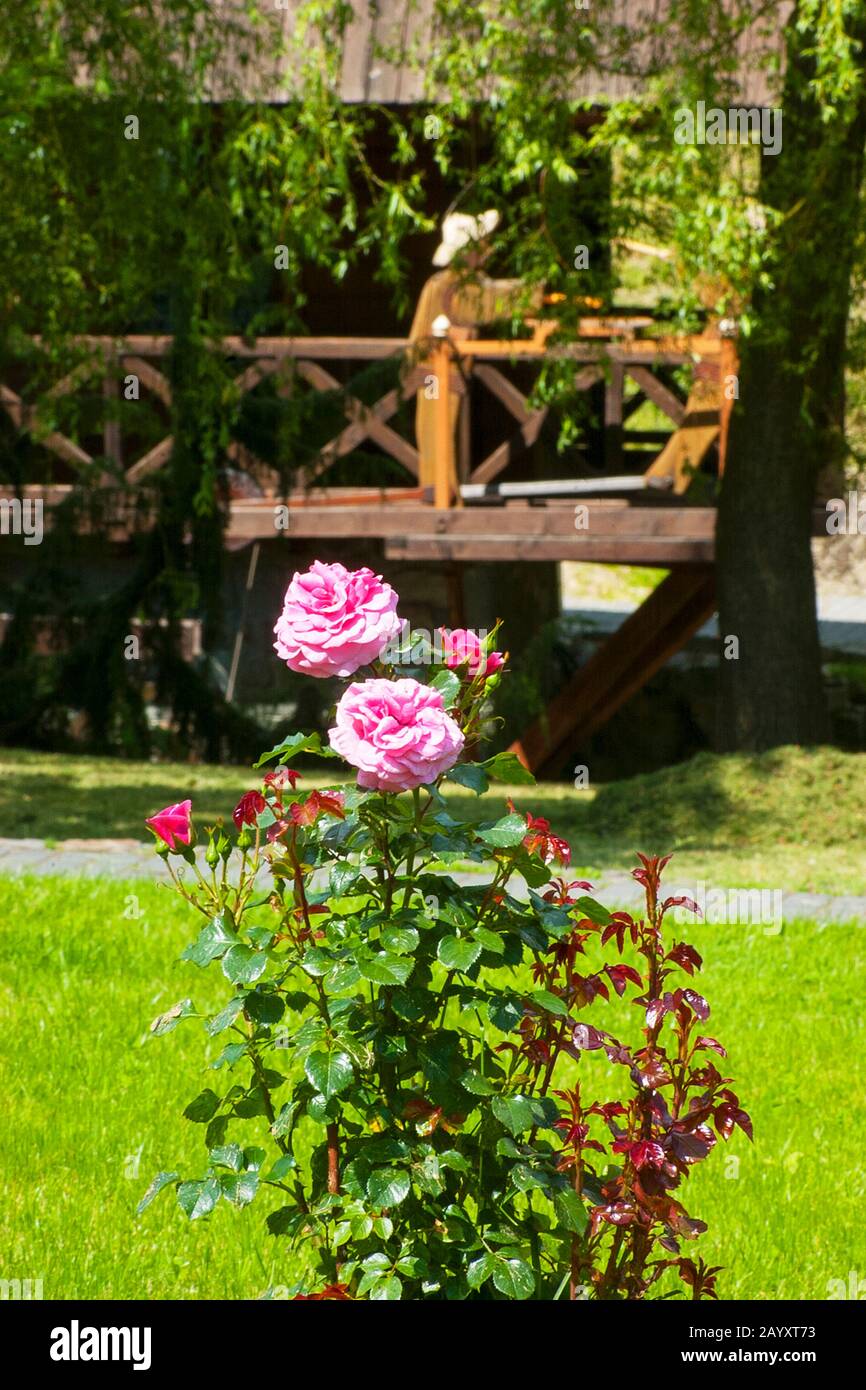 Beautiful green parks relaxation hi-res stock photography and images ...