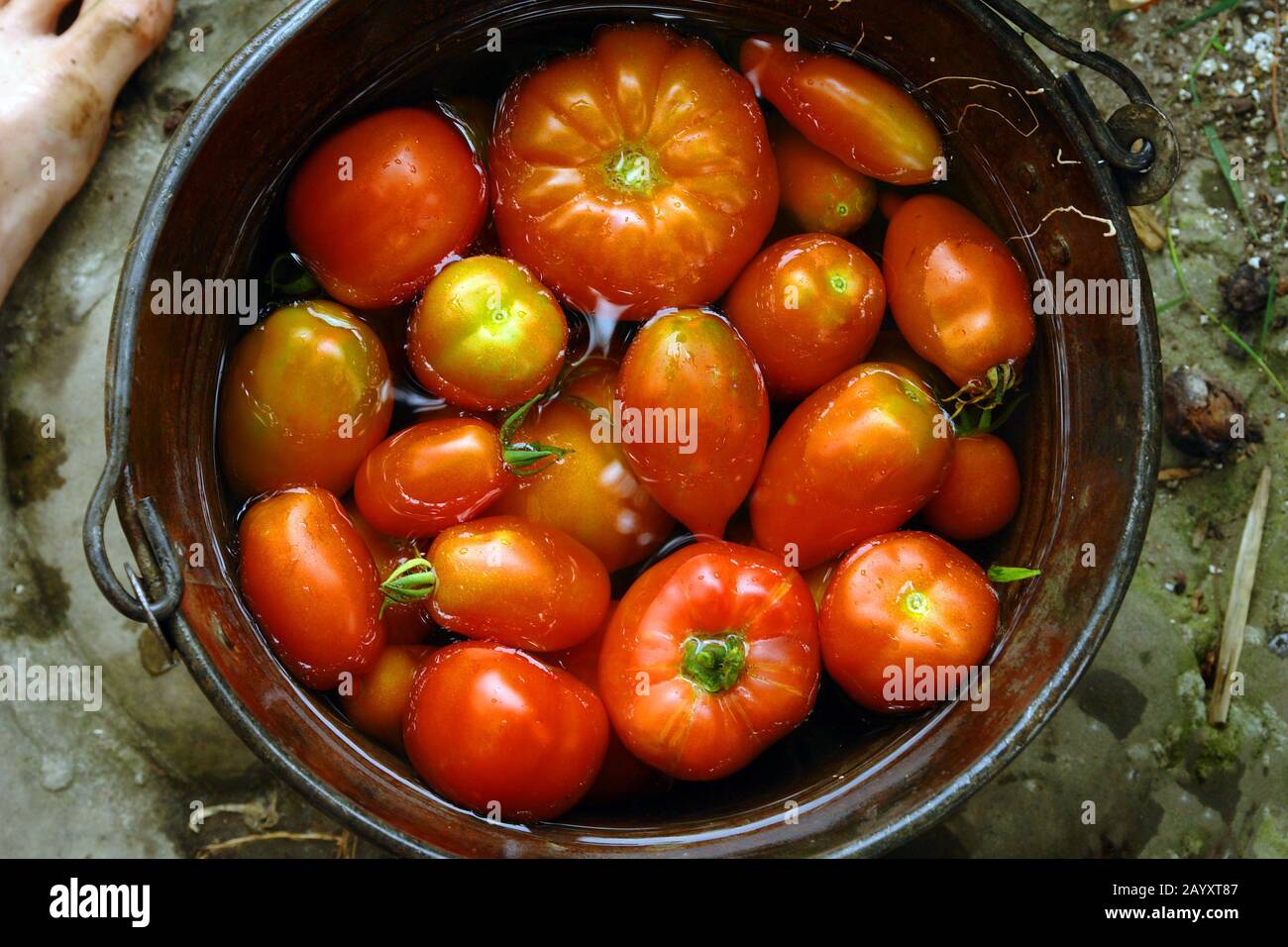 red and ripe tomatoes Stock Photo - Alamy