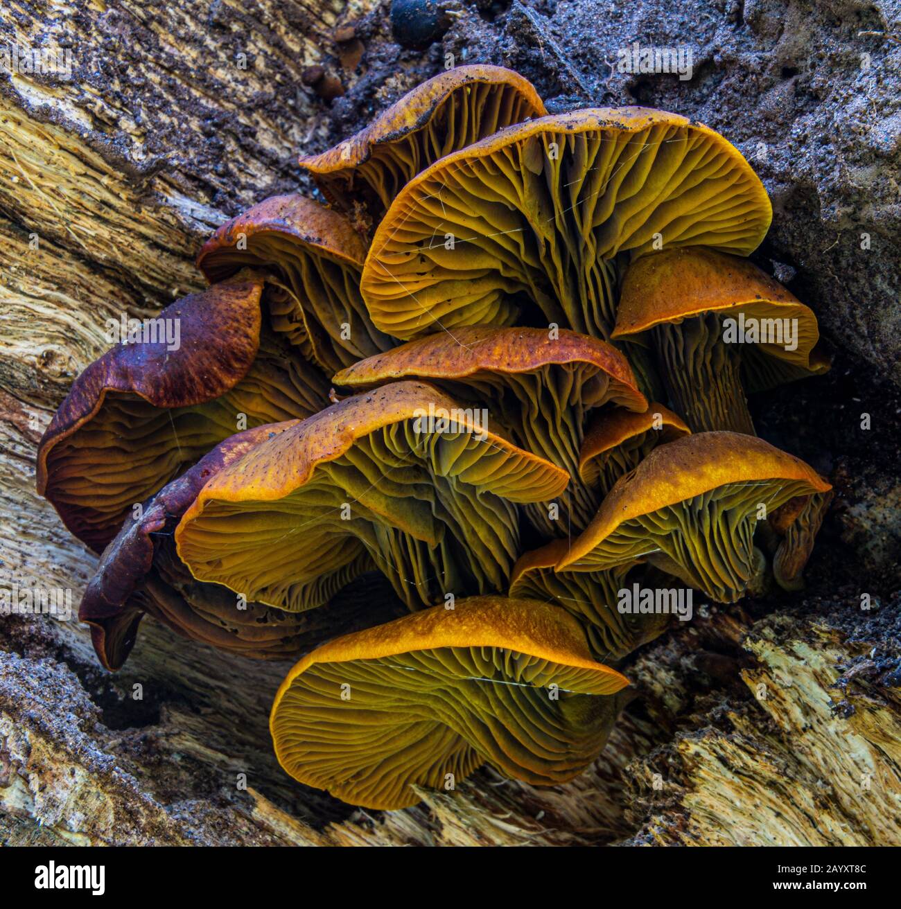 mushroom fungus growing on rotting tree Stock Photo - Alamy