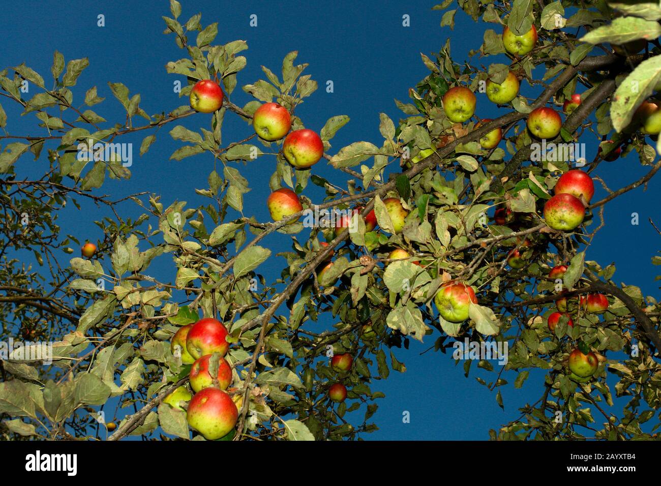 delicious and beautiful apples Stock Photo - Alamy
