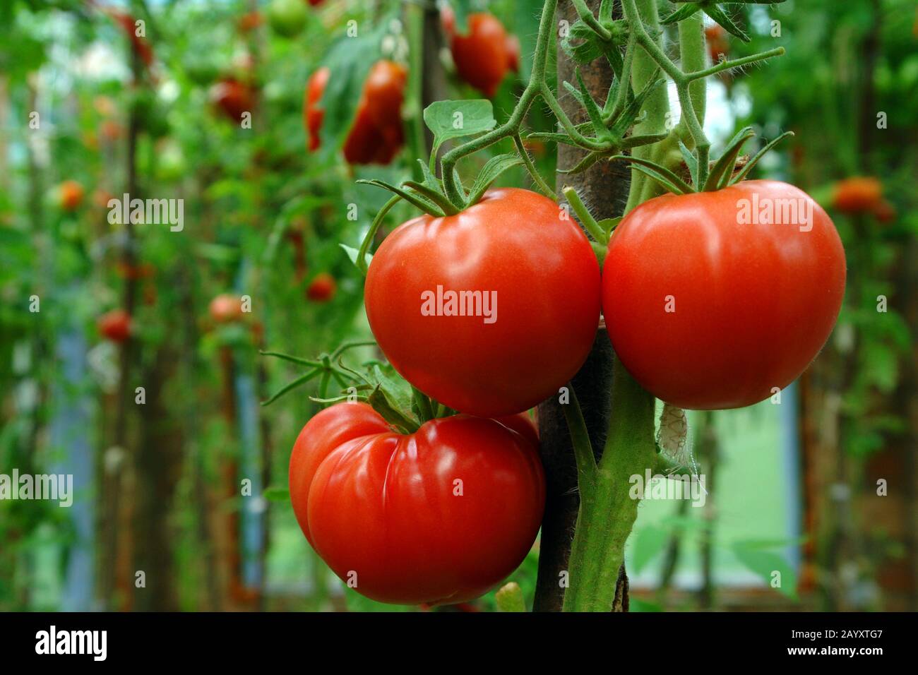 red and ripe tomatoes Stock Photo - Alamy