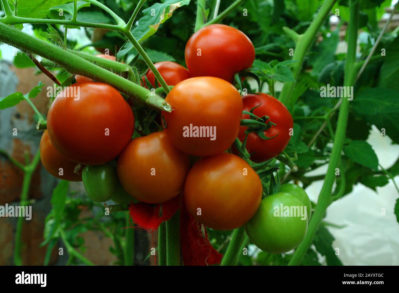 Ripegardening hi-res stock photography and images - Alamy